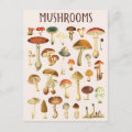 Vintage Mushroom Chart Postcard | Zazzle