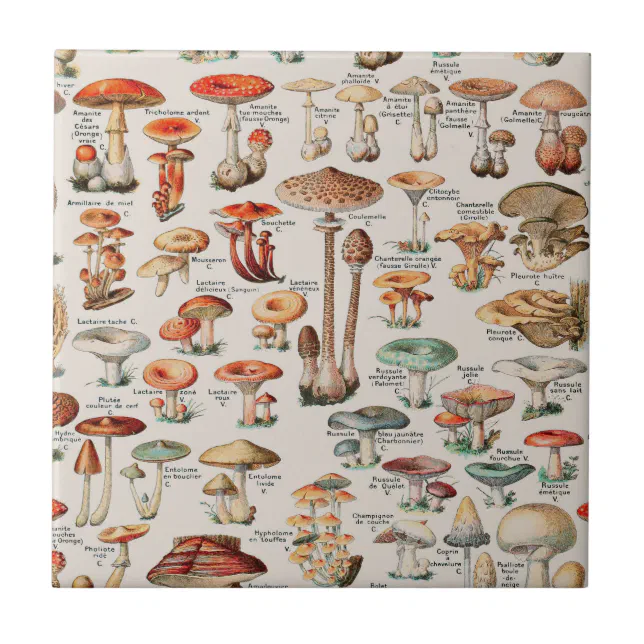 Vintage Mushroom Fungus Illustration I Ceramic Tile | Zazzle