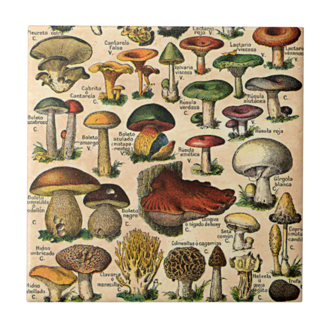 Vintage Mushroom Guide Tile | Zazzle