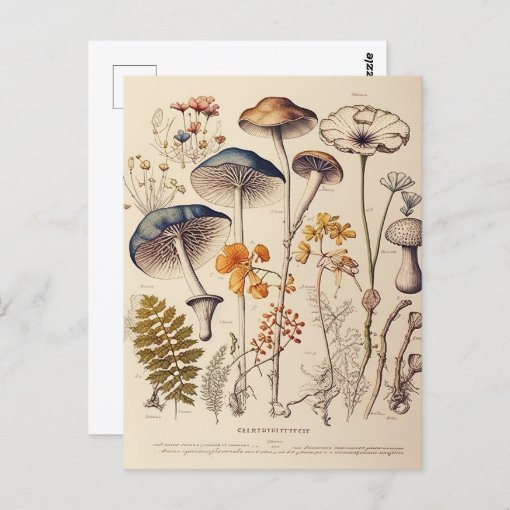 Vintage Mushroom Naturalist Postcard | Zazzle