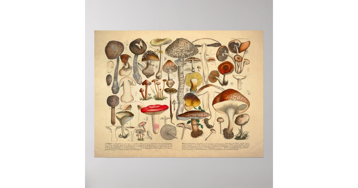 Vintage Mushroom Variety Red Yellow Print | Zazzle