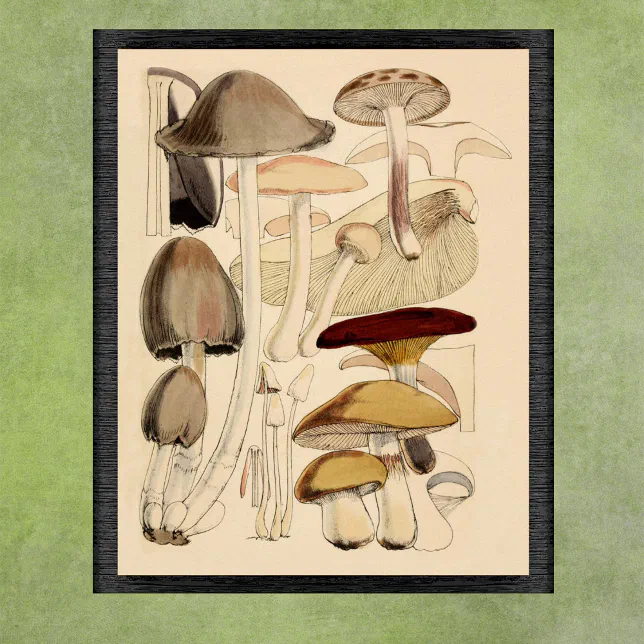 mushroom types chart