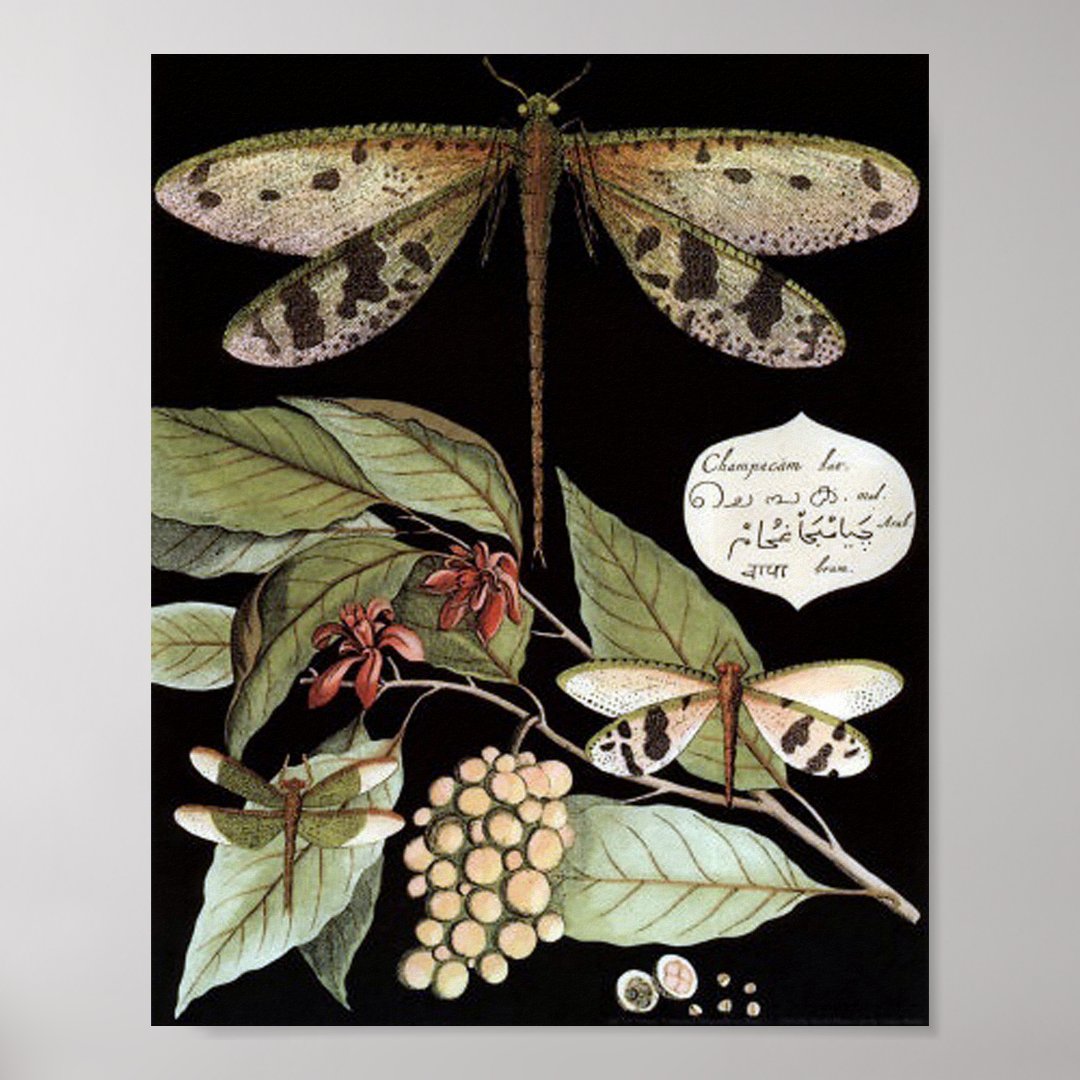 Vintage Nature Poster | Zazzle