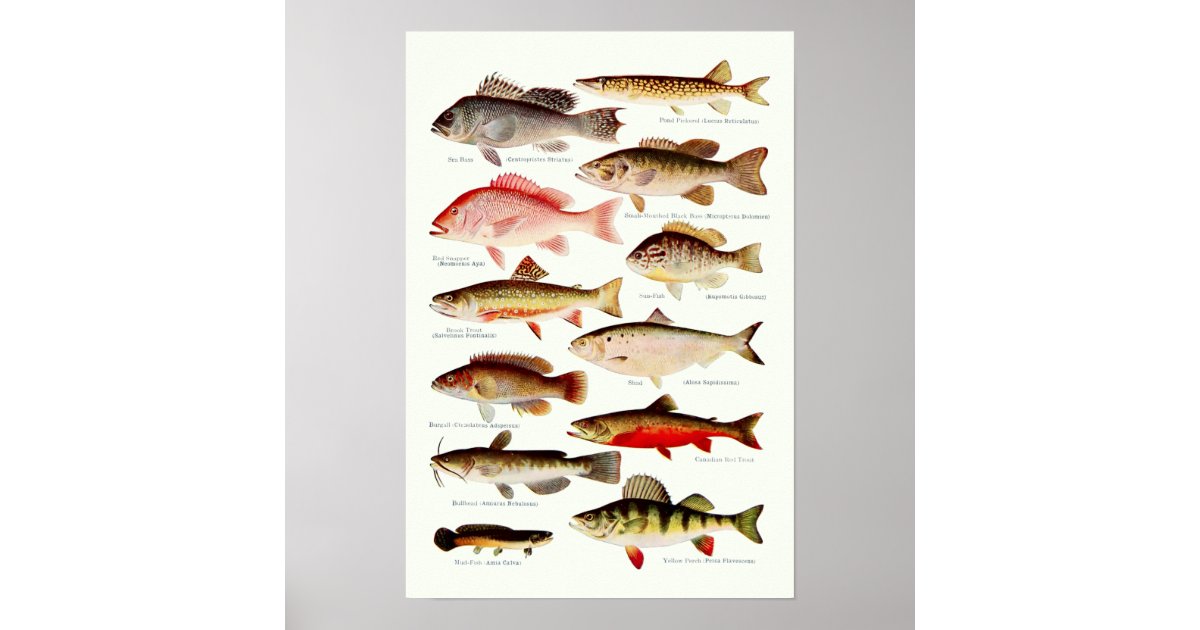 Vintage North American Fish Poster | Zazzle