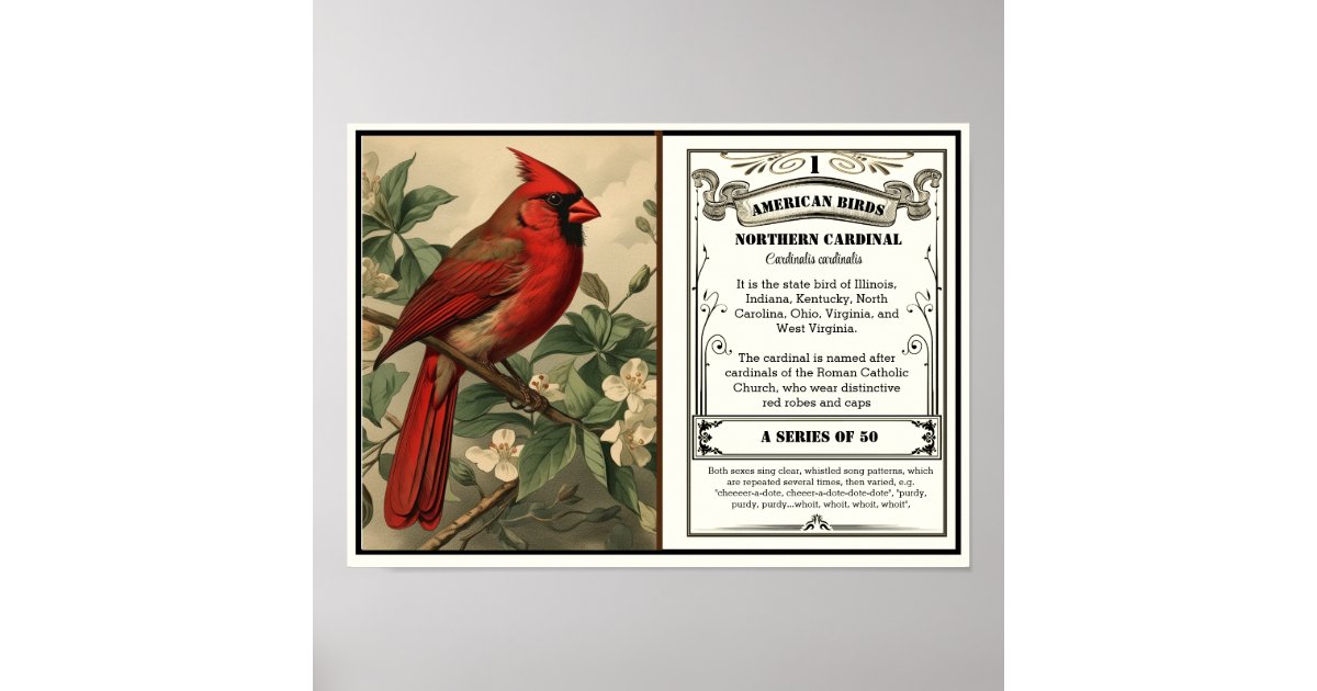 Vintage Northern Cardinal State Bird Info Poster | Zazzle