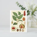 Vintage nutmeg illustration postcard recipe card | Zazzle