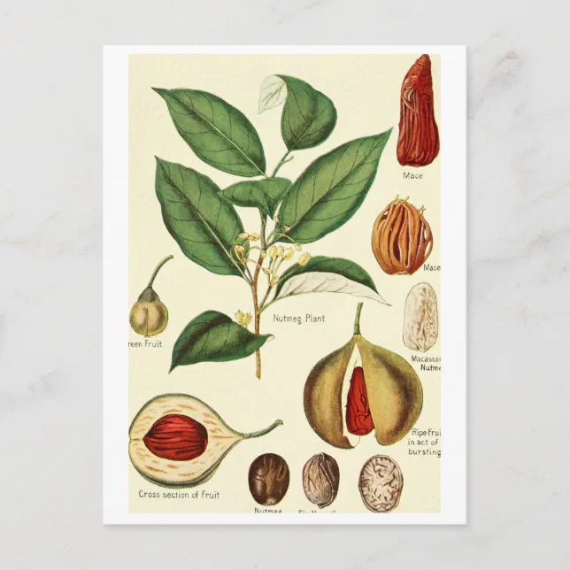 Vintage nutmeg illustration postcard recipe card | Zazzle