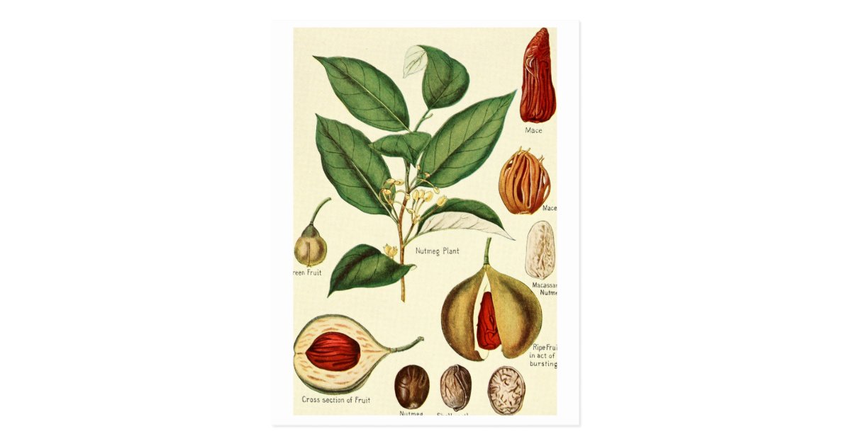 Vintage nutmeg illustration postcard recipe card | Zazzle.com
