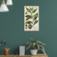 Vintage Nutmeg Plant Fruit Seeds, Food Herbs Spice Poster | Zazzle