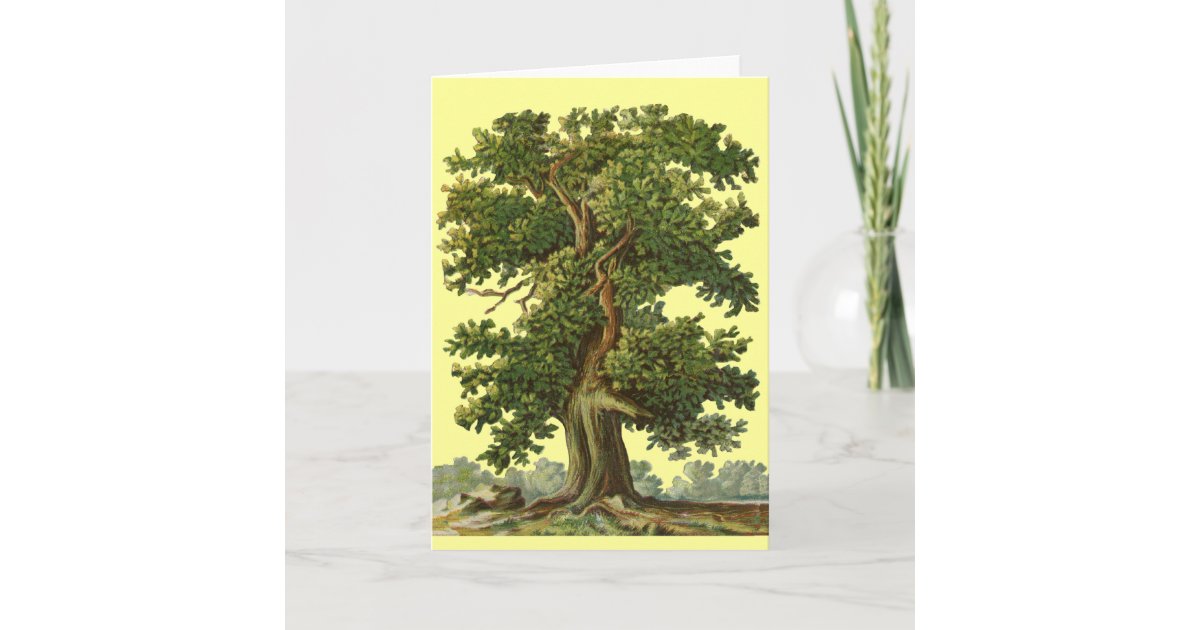 Vintage Oak Tree Art Blank Card | Zazzle