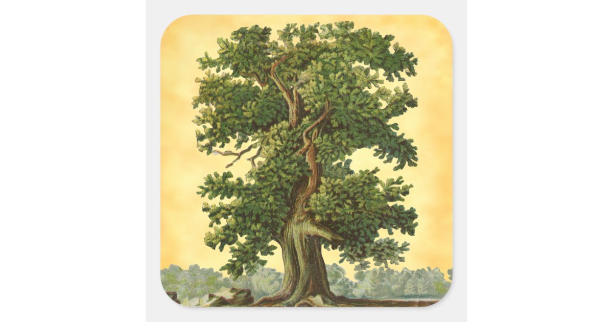 Vintage Oak Tree on Faux Parchment Stickers | Zazzle