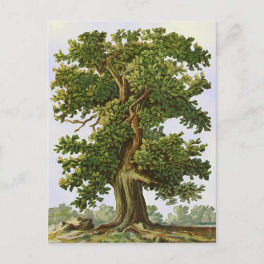 Vintage Oak Tree Postcard | Zazzle.com