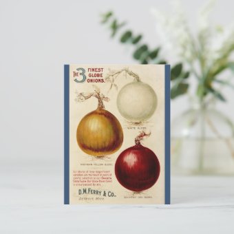 Vintage onion chart illustration card | Zazzle