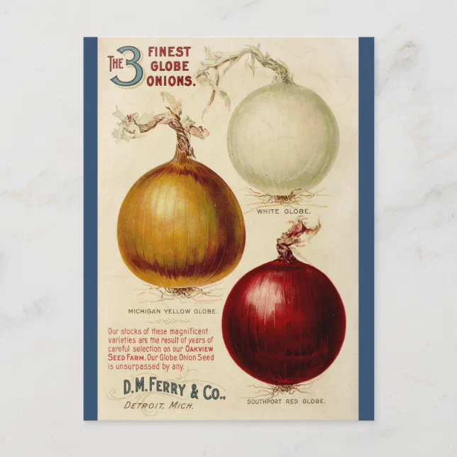 Vintage onion chart illustration card | Zazzle