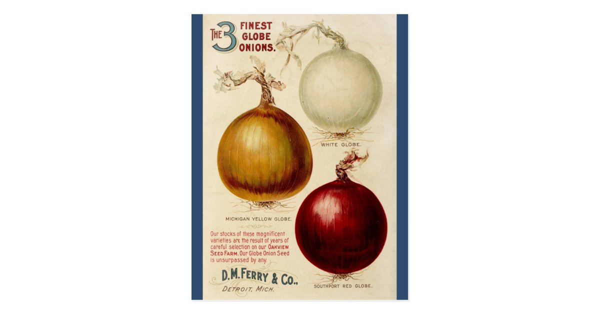Vintage onion chart illustration card | Zazzle.com