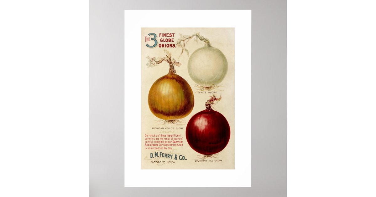 Vintage onion chart illustration print | Zazzle