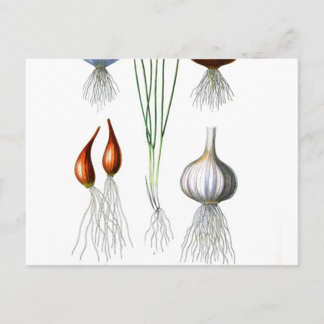 Vintage Onion Garlic Botanical Print Postcard | Zazzle