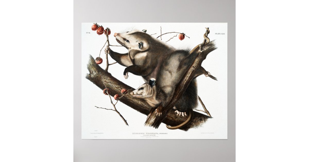 Vintage Opossum Illustration Poster | Zazzle