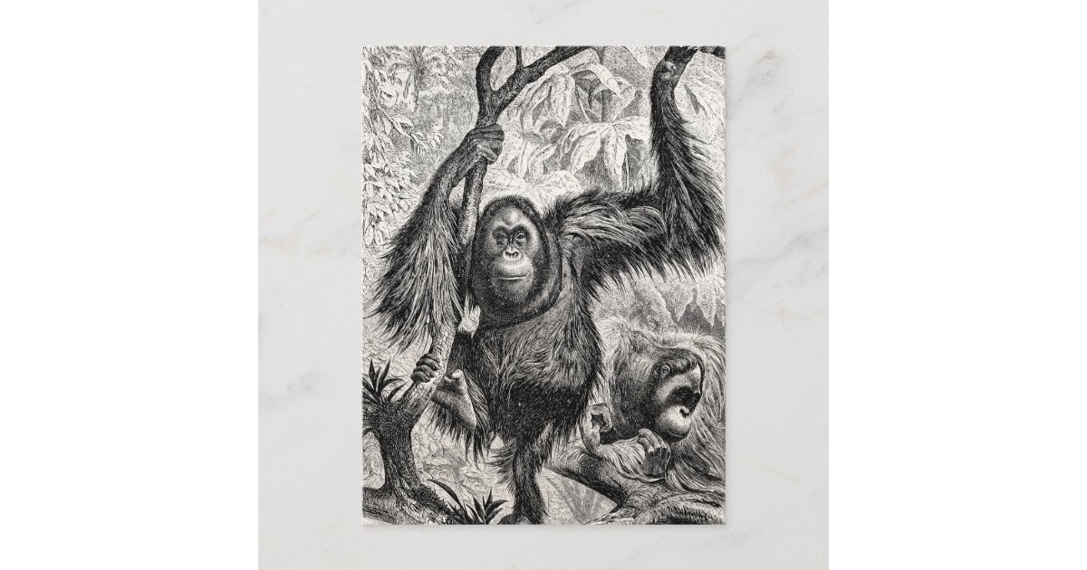 Vintage Orangutan Illustration - 1800's Monkey Postcard | Zazzle