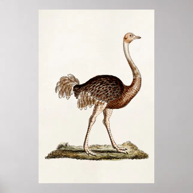 Vintage Ostrich Illustration Retro 1700s Ostriches Poster | Zazzle