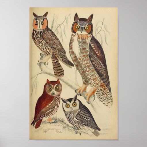 Vintage Owl Illustration Poster | Zazzle