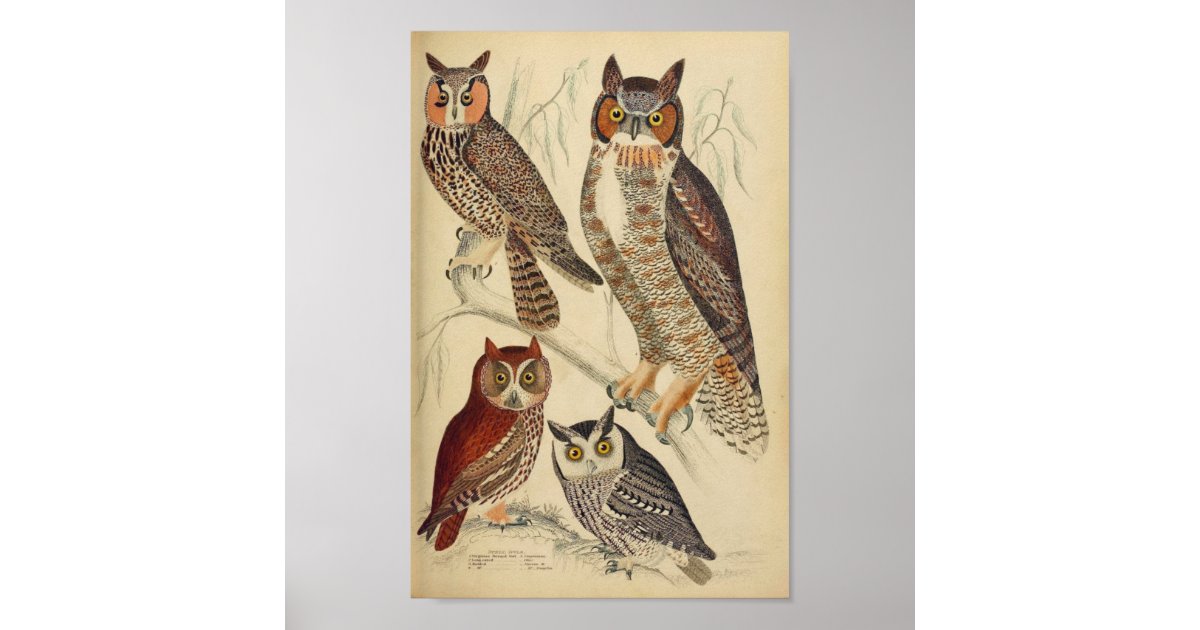 Vintage Owl Illustration Poster | Zazzle