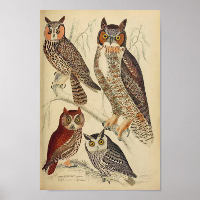 Vintage Owl Illustration Poster | Zazzle