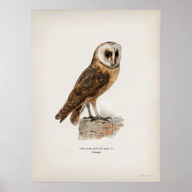 Vintage Owl Illustration Poster | Zazzle