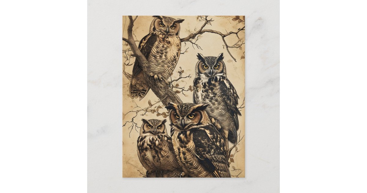Vintage Owls artful Postcard | Zazzle