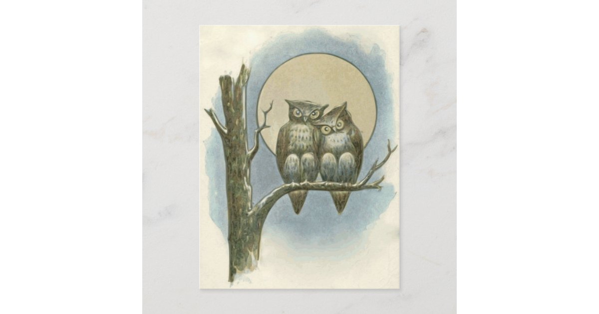 Vintage owls illustration postcard | Zazzle