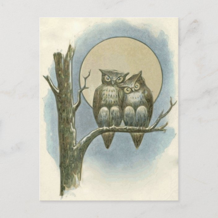 Vintage owls illustration postcard | Zazzle.com