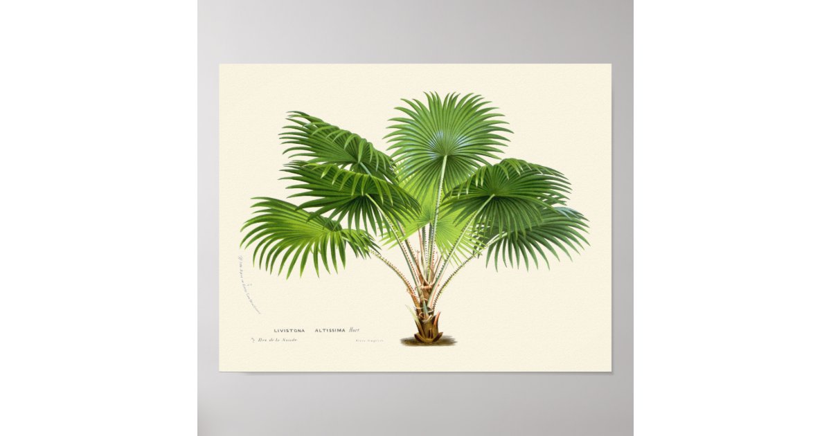Vintage Palm Botanical Print | Zazzle