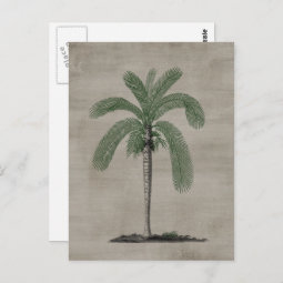 Vintage Palm Tree Postcard | Zazzle