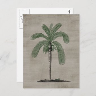 Vintage Palm Tree Postcard | Zazzle