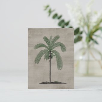 Vintage Palm Tree Postcard | Zazzle