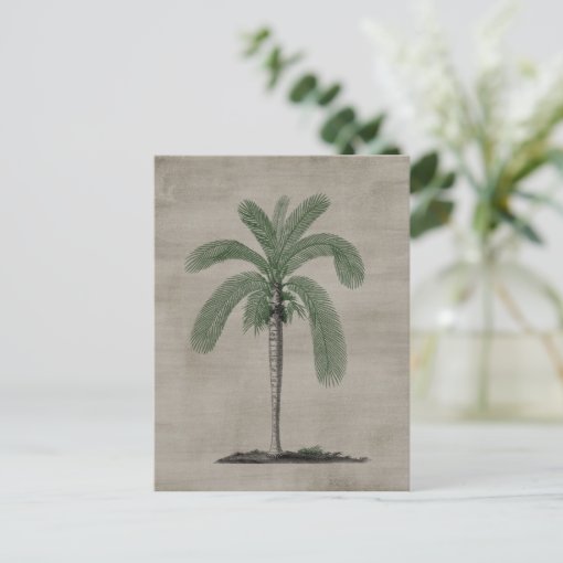 Vintage Palm Tree Postcard | Zazzle