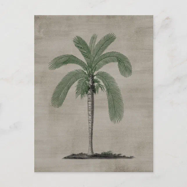 Vintage Palm Tree Postcard | Zazzle