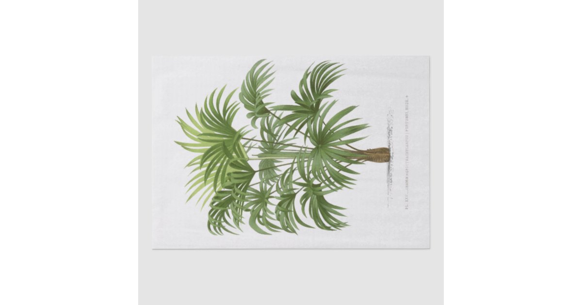 Vintage Palm Tree Tissue Paper | Zazzle