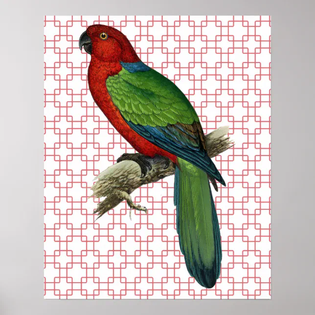Vintage Parrot Bird on Retro Art Poster | Zazzle
