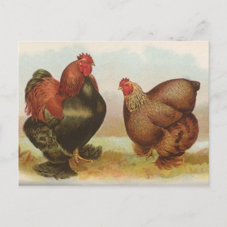 Vintage "Partridge Cochin Chickens" Postcard | Zazzle