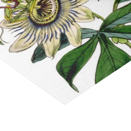 Vintage Passion Flower Vine Tissue Paper | Zazzle