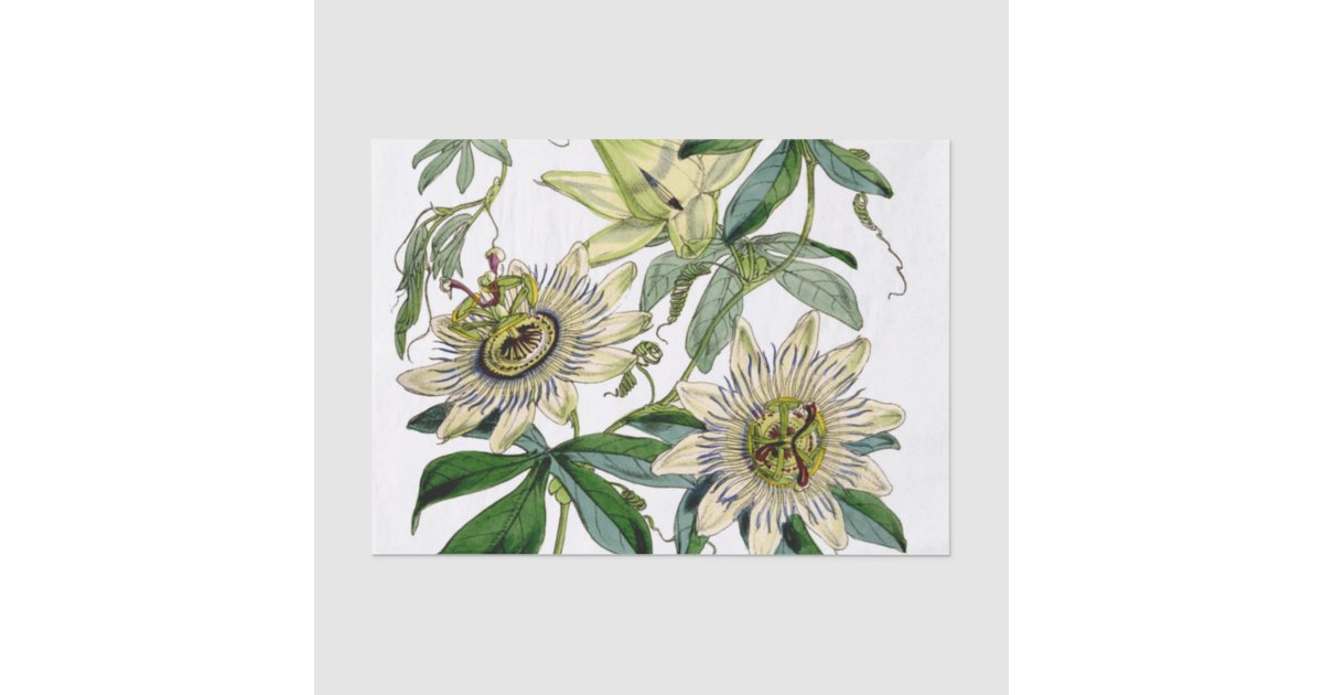 Vintage Passion Flower Vine Tissue Paper | Zazzle