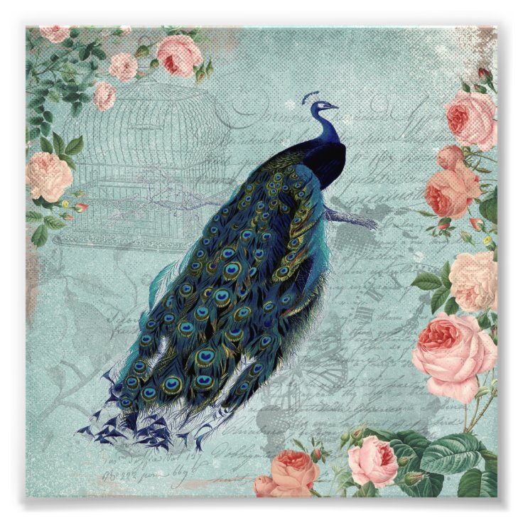 Vintage Peacock and Roses Illustration Photo Print | Zazzle