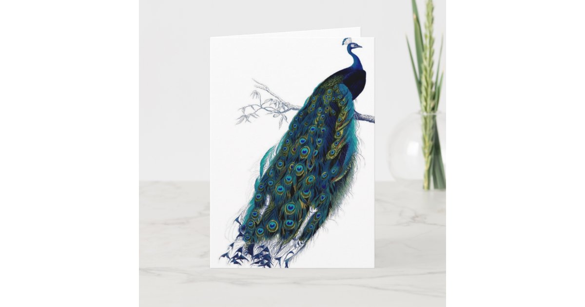 Vintage Peacock Card | Zazzle