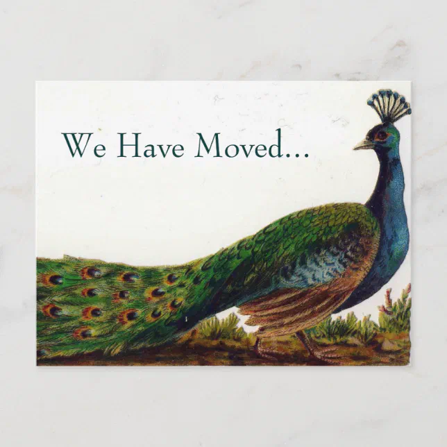 Vintage Peacock Change of Address Postcards | Zazzle