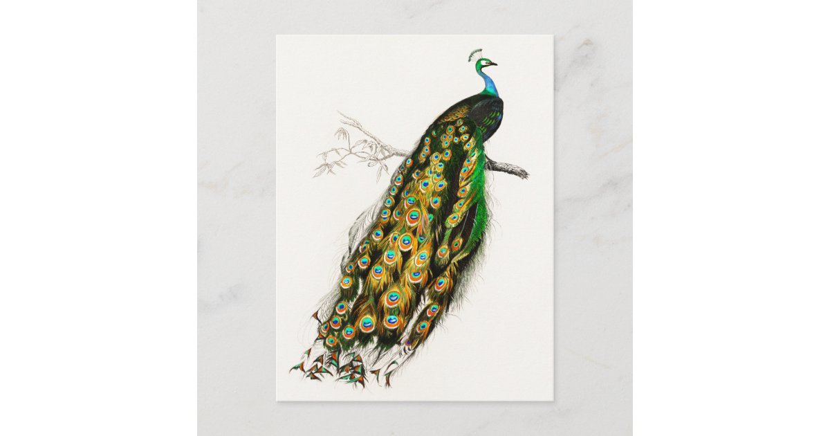 Vintage Peacock Illustration Postcard Zazzle