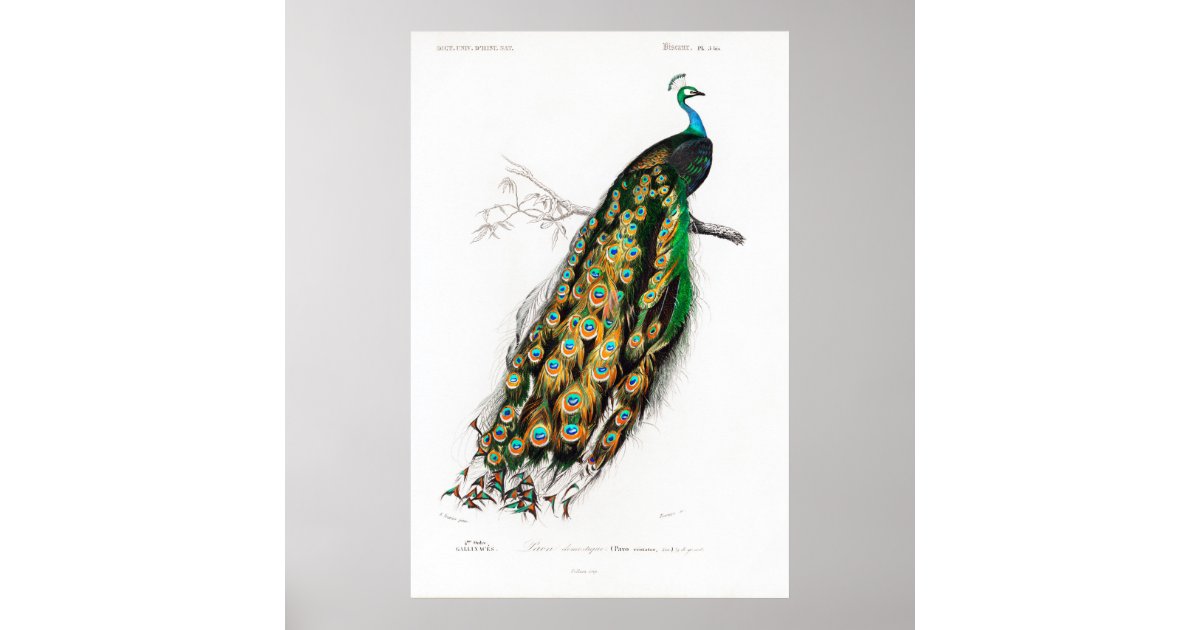 vintage peacock poster | Zazzle