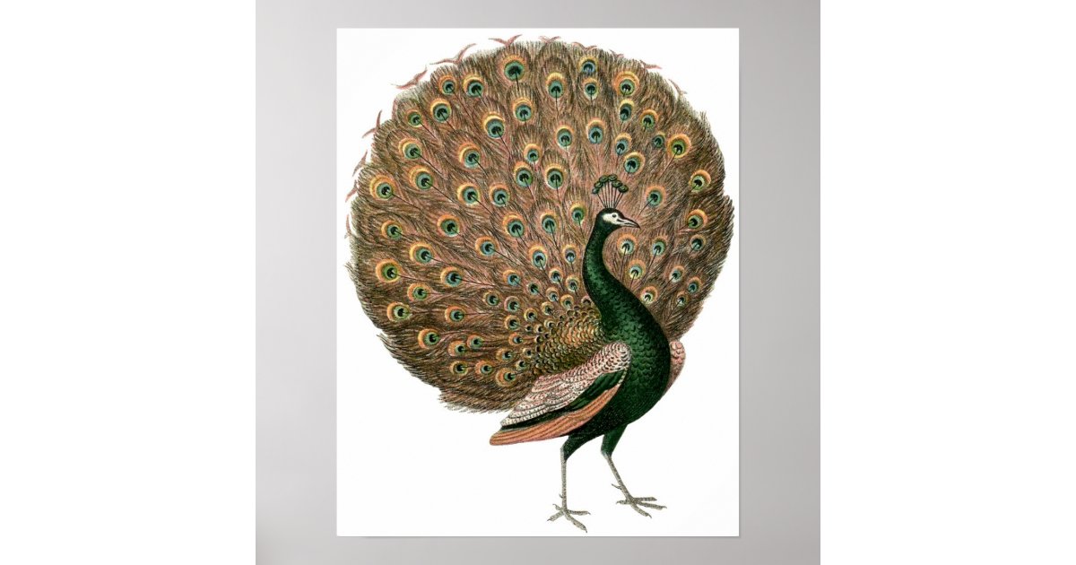 Vintage Peacock Poster | Zazzle