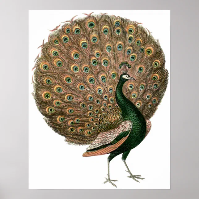 Vintage Peacock Poster | Zazzle