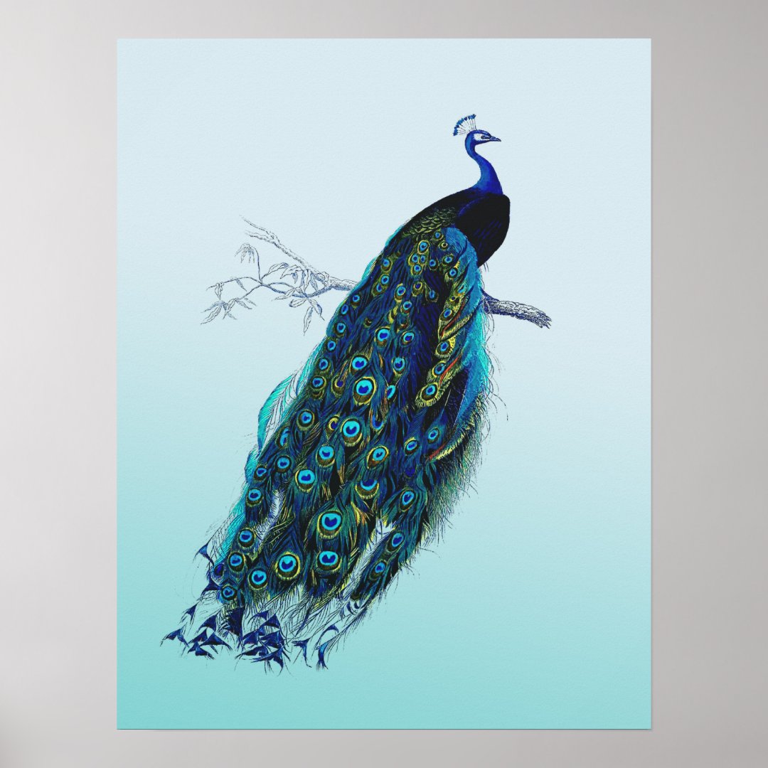 Vintage Peacock Poster | Zazzle